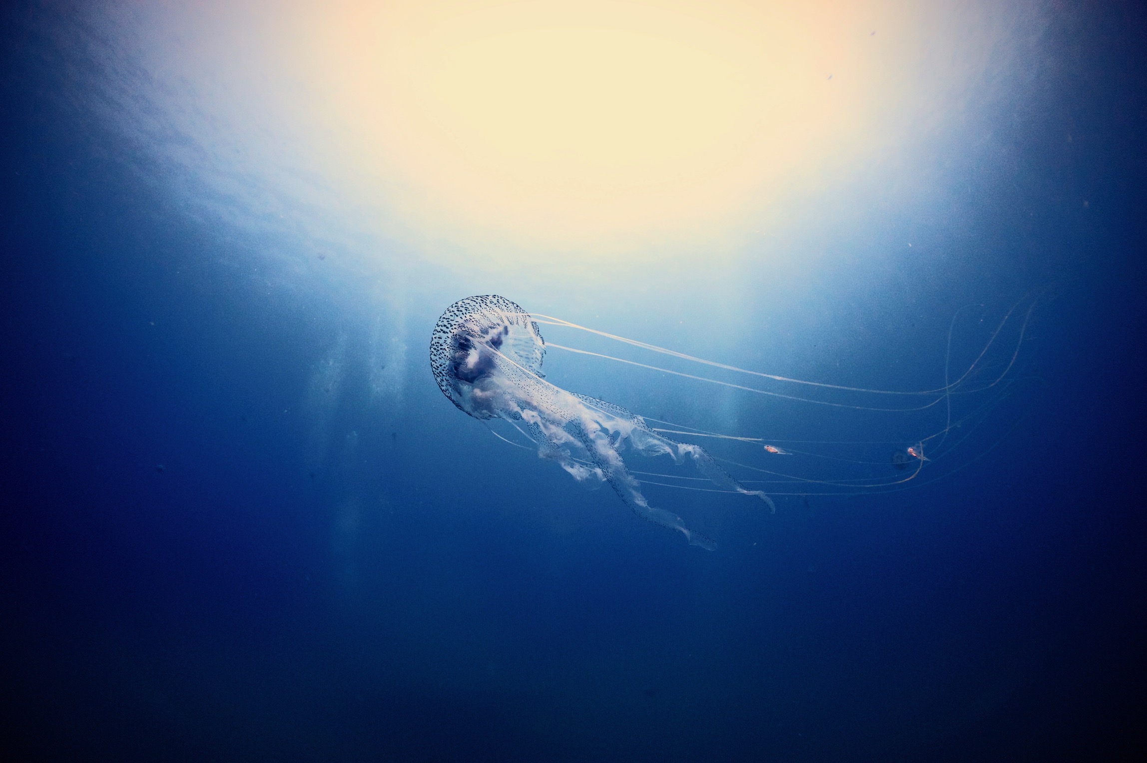 Safety Diver Hal Wells - The Underwater Podcast